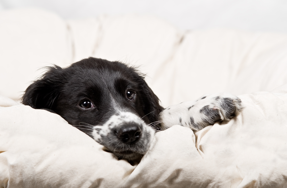 Dog Muscle Spasms: Causes and How to Help | Great Pet Care