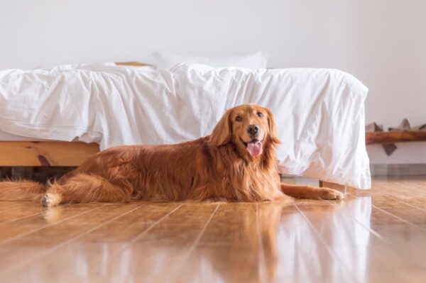 Why Are My Dog’s Back Legs Giving Out? | Great Pet Care