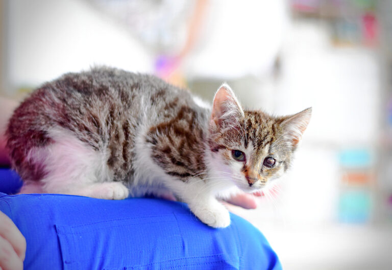 Cat Eye Discharge: 9 Common Causes | Great Pet Care