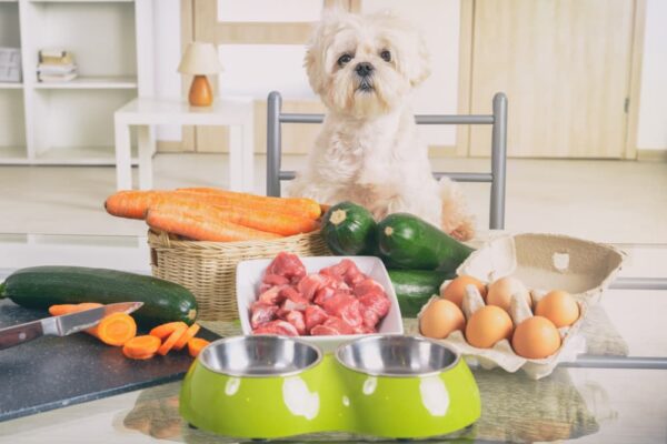 Calcium for Dogs: Why They Need It | Great Pet Care