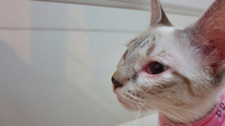 Cat Eye Discharge: 9 Common Causes | Great Pet Care