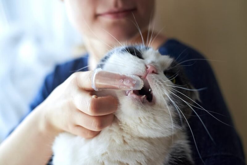 Tooth Resorption in Cats | Great Pet Care