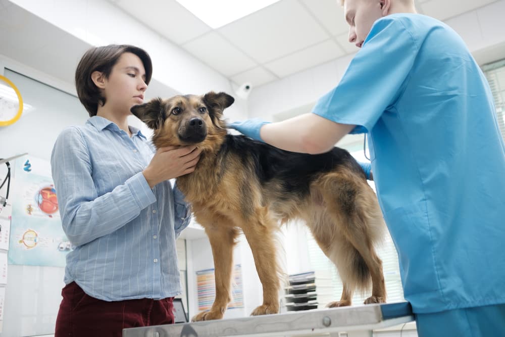 Kidney Disease in Dogs Treatment Plan: Steps and What to Expect | Great ...