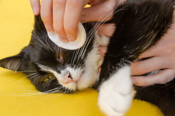 Cat Eye Discharge: 9 Common Causes | Great Pet Care