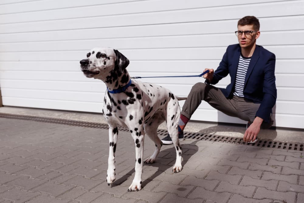 Reactive Dog: 10 Signs and Training Tips | Great Pet Care