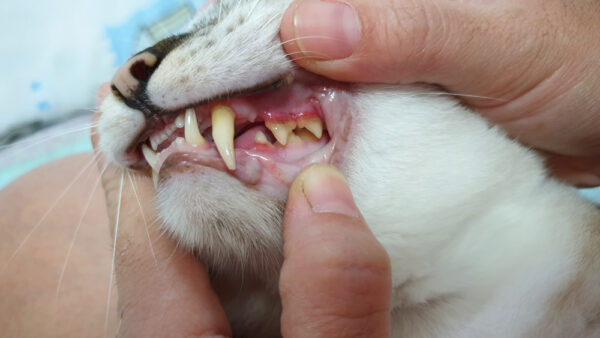 Healthy Cat Gums: What Should They Look Like? | Great Pet Care