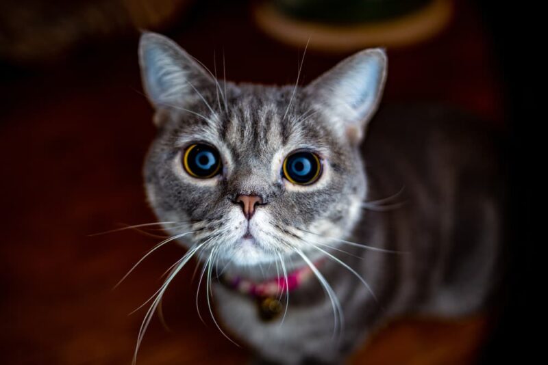 Watery Eyes in Cats: 6 Common Causes | Great Pet Care