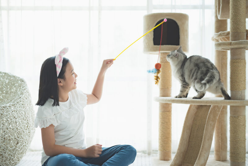 8 Best Exercises for Cat Weight Loss | Great Pet Care