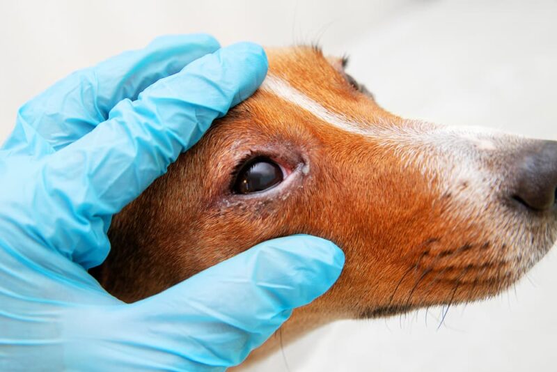 Dog Eye Infection: Symptoms and Treatment Options | Great Pet Care