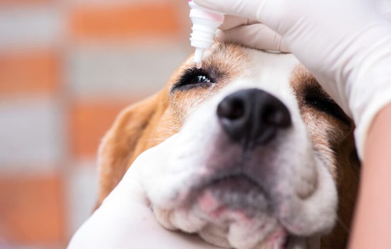 Dog Eye Infection: Symptoms and Treatment Options | Great Pet Care