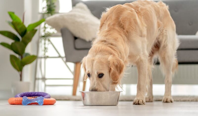 10 Great Sources of Fiber for Dogs | Great Pet Care