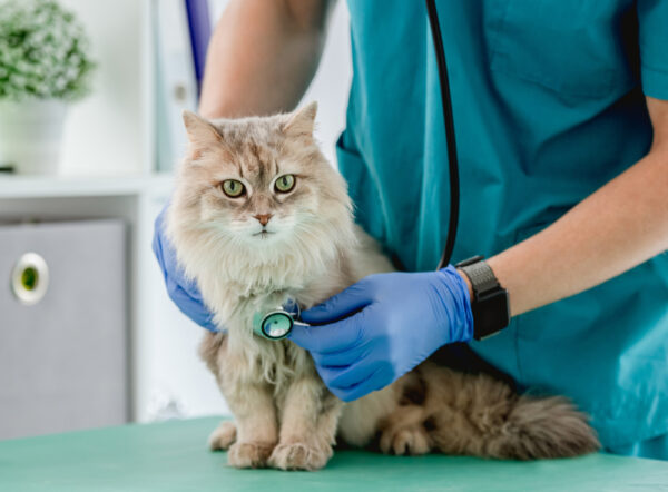 Signs of Heart Failure in Cats | Great Pet Care