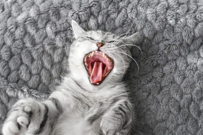Healthy Cat Gums: What Should They Look Like? | Great Pet Care