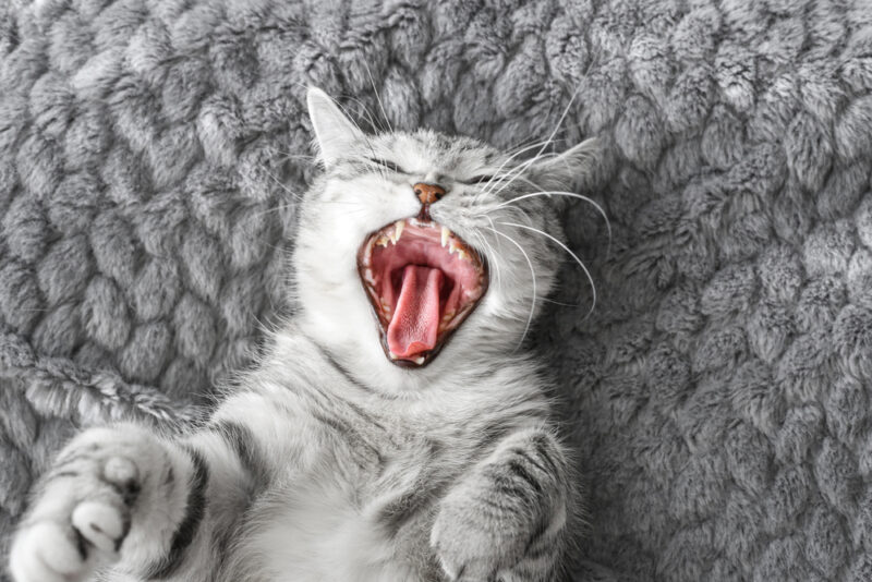 Healthy Cat Gums: What Should They Look Like? | Great Pet Care