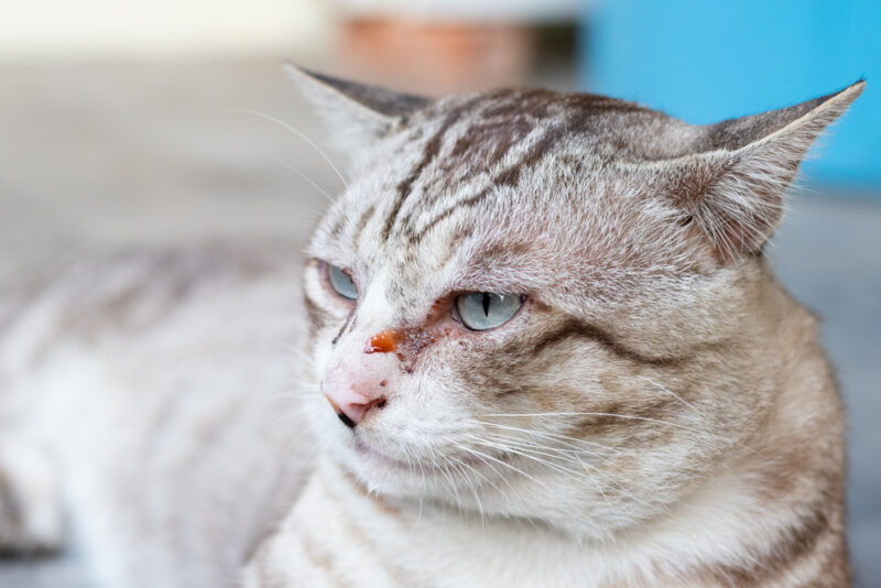 Cat Eye Discharge: 9 Common Causes | Great Pet Care
