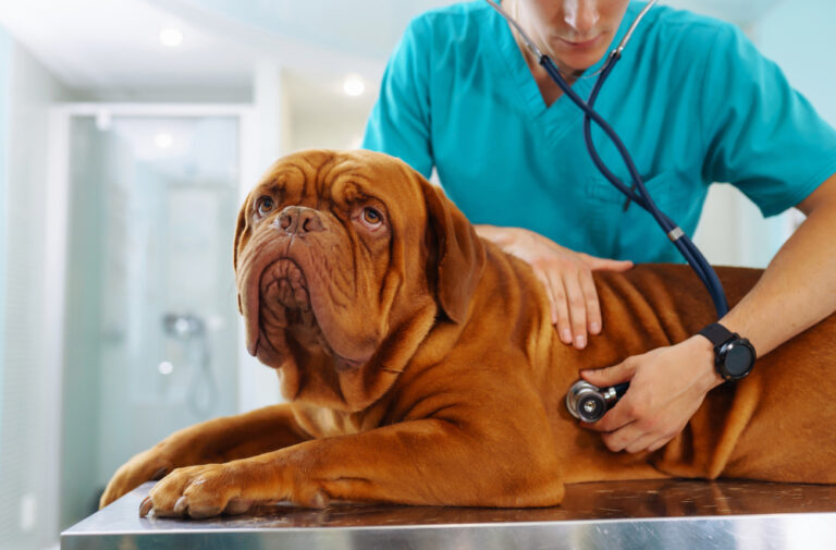 Dog Muscle Spasms: Causes and How to Help | Great Pet Care