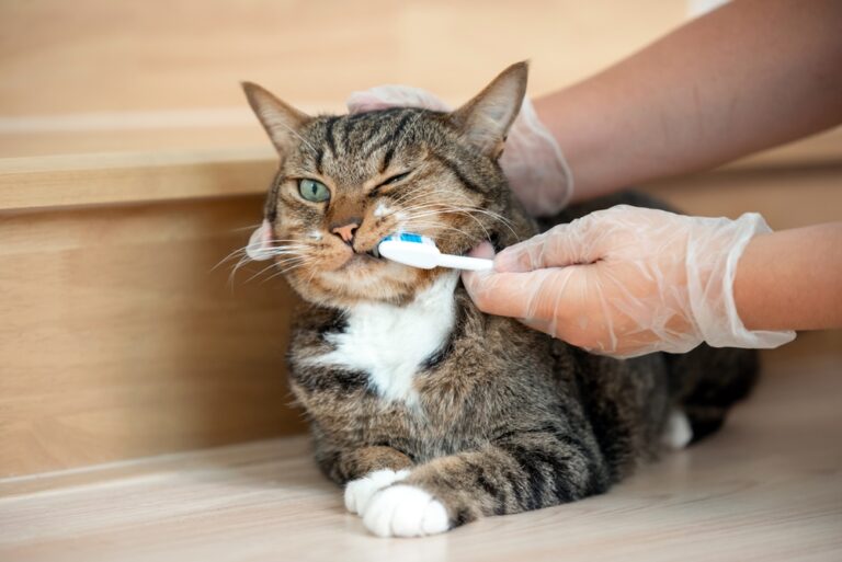 Cat Eye Discharge: 9 Common Causes | Great Pet Care