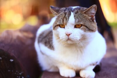 Signs of Heart Failure in Cats | Great Pet Care