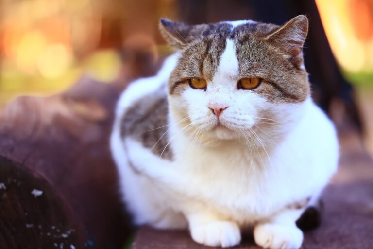 Signs of Heart Failure in Cats | Great Pet Care