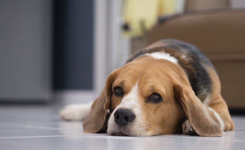 Why Are My Dog’s Back Legs Giving Out? | Great Pet Care