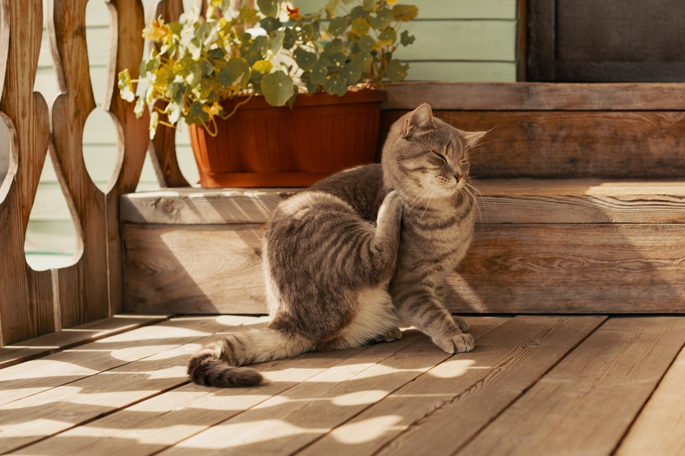 Cyclosporine for Cats | Great Pet Care