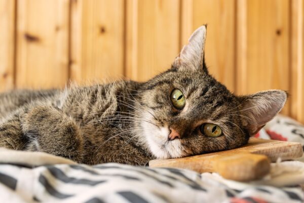 Signs of Heart Failure in Cats | Great Pet Care
