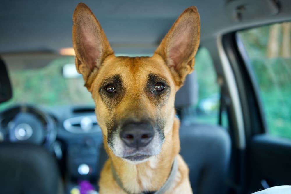 Can Dogs Have ADHD? | Great Pet Care