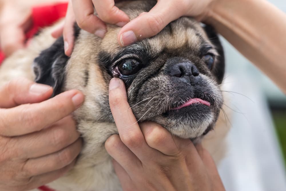 Dog Eye Infection: Symptoms and Treatment Options | Great Pet Care