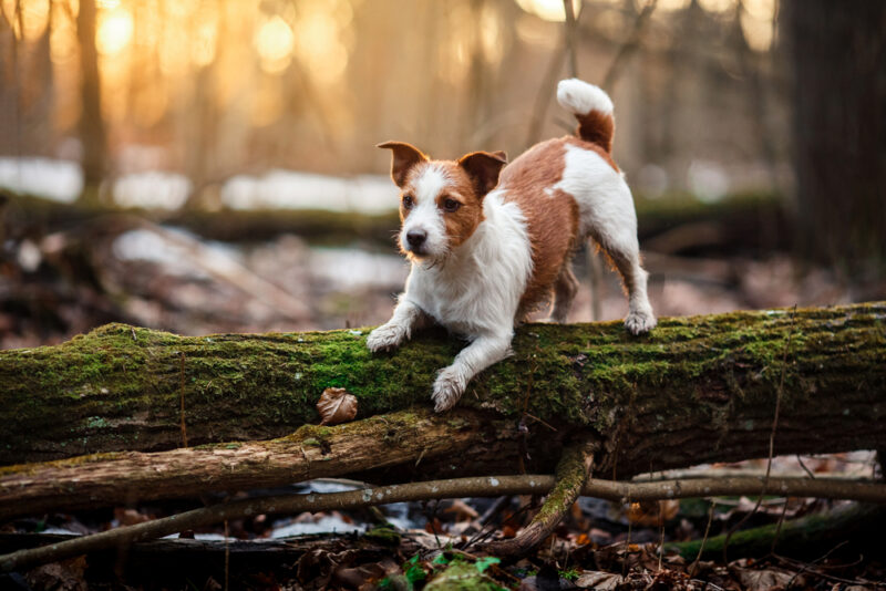 12 Noises That Freak Dogs Out | Great Pet Care