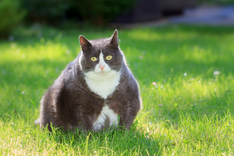 Weight Management Cat Food: 10 Vet-Recommended Options | Great Pet Care