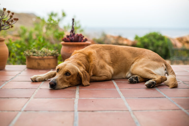 Dog Muscle Spasms: Causes and How to Help | Great Pet Care