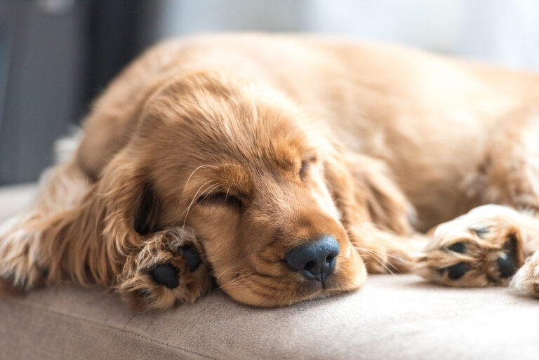 Dog Muscle Spasms: Causes and How to Help | Great Pet Care