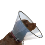 Scabs on Dogs: Types and Common Causes | Great Pet Care