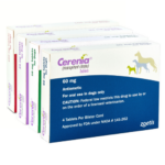 Dog Nausea: 8 Signs and How to Treat It | Great Pet Care