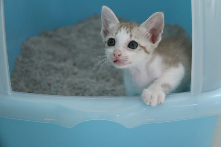 How to Litter Train a Kitten: 5 Steps and Valuable Tips | Great Pet Care