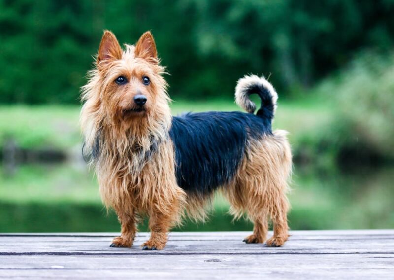 9 Australian Dog Breeds That Make the Best Mates | Great Pet Care