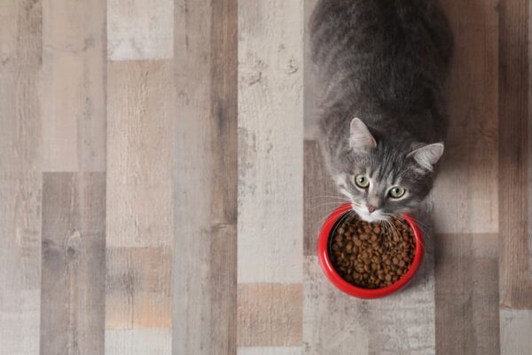 Senior Cat Nutrition: How to Feed Your Senior | Great Pet Care