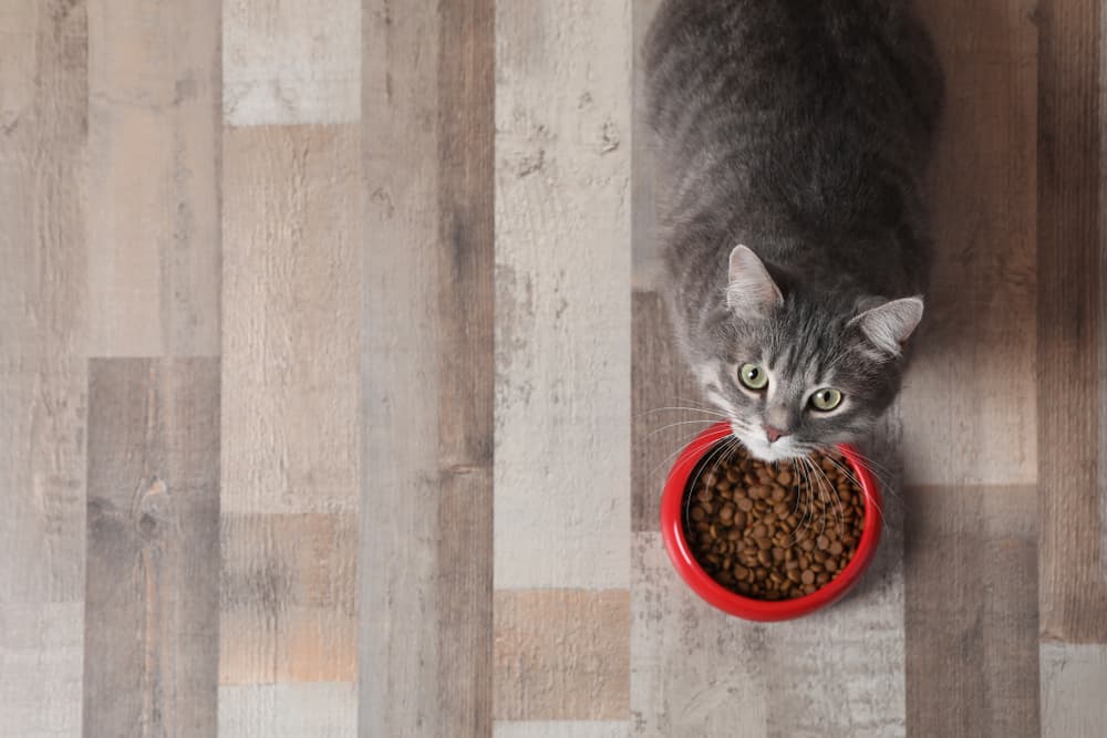 Cat Digestive System: A Closer Look at How It Works | Great Pet Care
