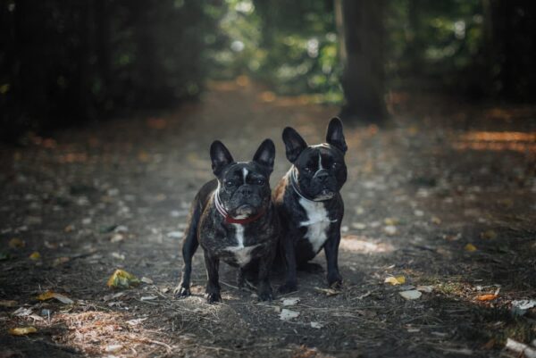 Pugapoo | Great Pet Care