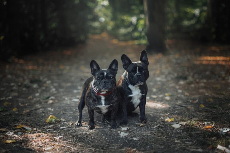 Goofy Dogs: 11 Breeds That Are Super Silly | Great Pet Care