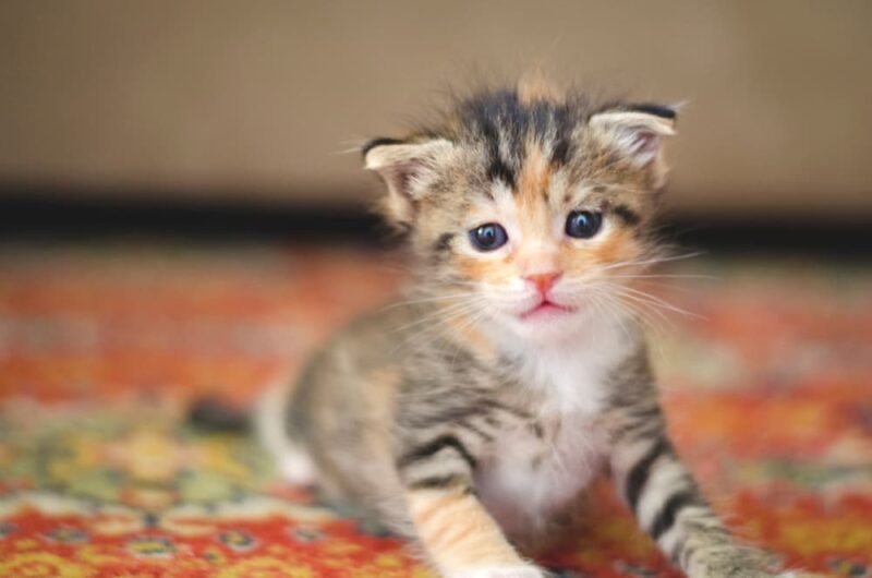 When Do Kittens Start Walking? | Great Pet Care