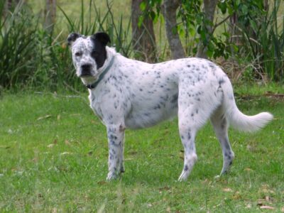 9 Australian Dog Breeds That Make the Best Mates | Great Pet Care