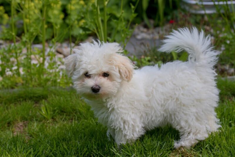 10 Low Energy Dog Breeds to Relax With | Great Pet Care