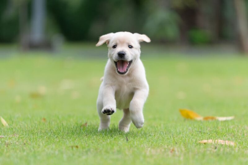 Do Dogs Smile? Decoding Your Canine’s Grin | Great Pet Care