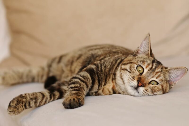 Warbles in Cats | Great Pet Care