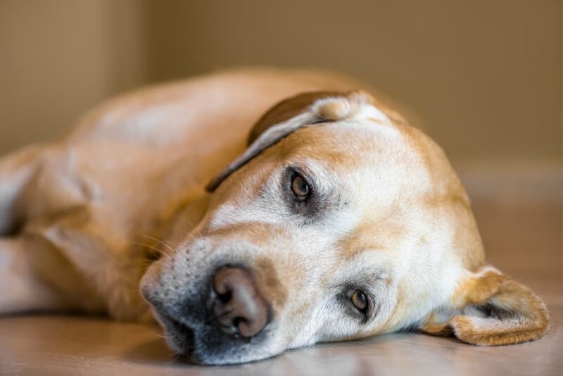 Epilepsy in Dogs | Great Pet Care