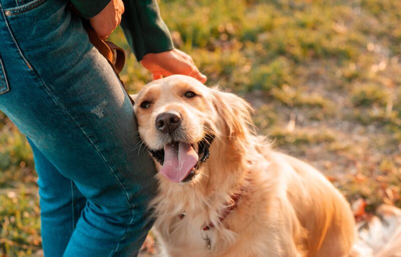 Do Dogs Smile? Decoding Your Canine’s Grin | Great Pet Care