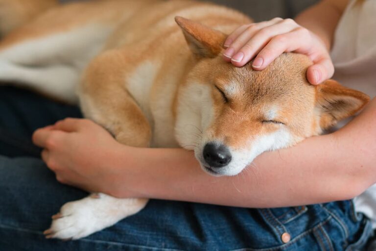 How Do Dogs Show Affection? 9 Surefire Signs | Great Pet Care