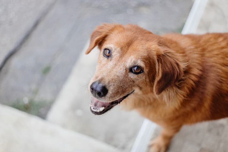 Do Dogs Smile? Decoding Your Canine’s Grin | Great Pet Care
