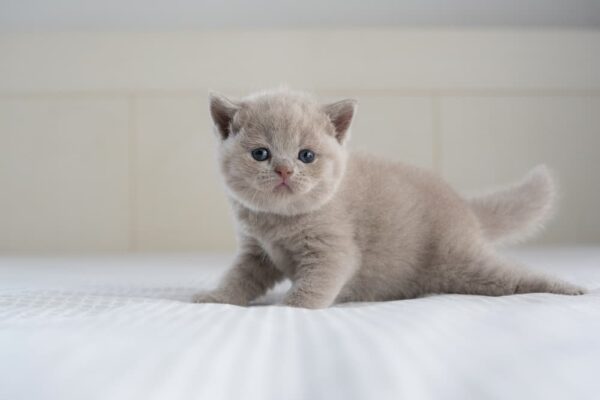 How Much Do Kittens Cost? Guide to the First Year | Great Pet Care